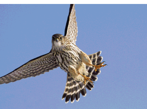 Гифка сокол falke фалькао гиф картинка, скачать gif на GIFER