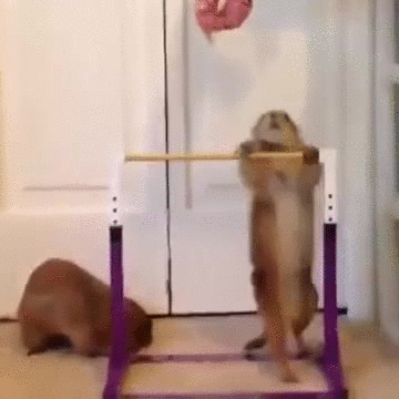 Motivation workout GIF - Find on GIFER