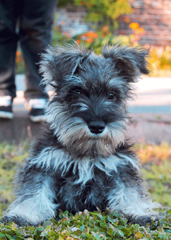 GIF schnauzer miniature schnauzer schnauzer puppy - animated GIF on GIFER