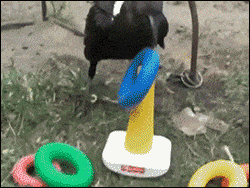 Crow GIF - Find on GIFER