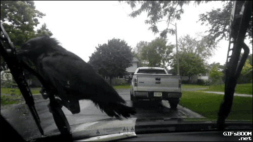 Crow windshield GIF - Find on GIFER