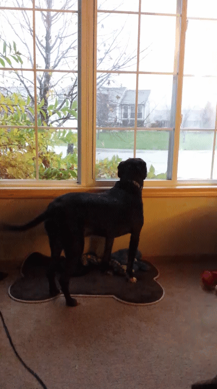 Rain dog GIF - Find on GIFER