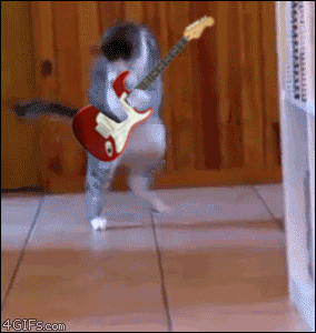 Kitty cat guitar GIF - Find on GIFER