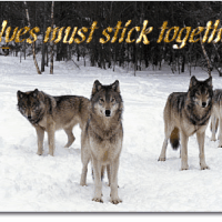 Wolves GIF - Find on GIFER