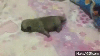 Crawling GIF - Find on GIFER