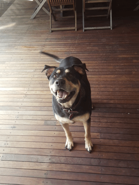 Woof GIF - Find on GIFER
