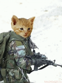 Army GIF - Find on GIFER