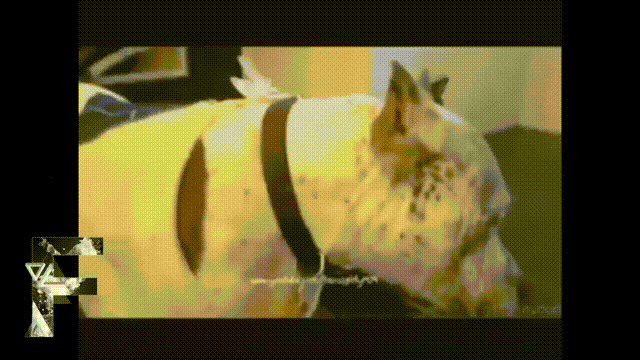 GIF cat mastermind joffrey - animated GIF on GIFER