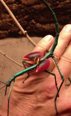 Insects animals animal GIF - Find on GIFER