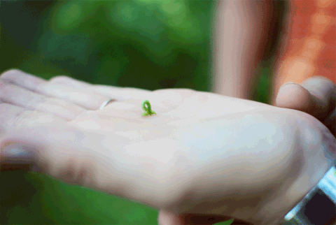 Worm GIF - Find on GIFER