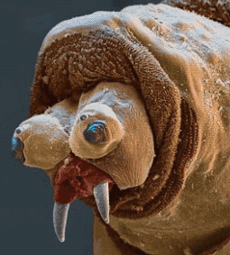 Maggots maggie gyllenhaal bojack horseman GIF - Find on GIFER