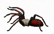 GIF entomology - animated GIF on GIFER