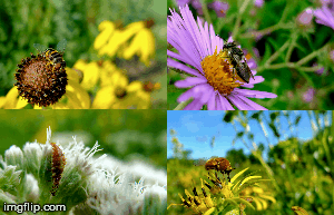 Entomology GIF - Find on GIFER