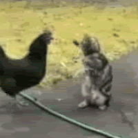 GIF rooster - animated GIF on GIFER