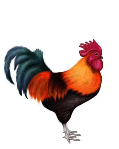 Rooster GIF - Find on GIFER