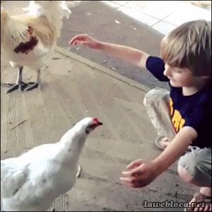 Hen animals GIF - Find on GIFER