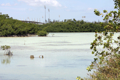 Pond GIF - Find on GIFER