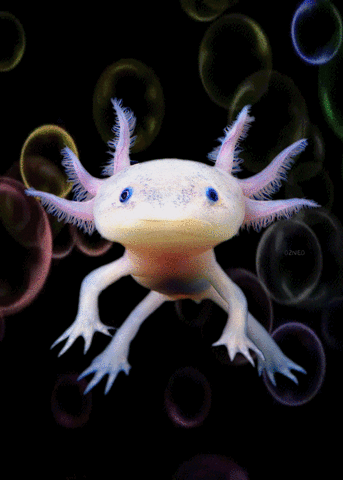 Amphibian GIF - Find on GIFER