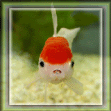 Goldfish GIF - Find on GIFER