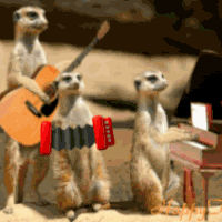 Weasel GIF - Find on GIFER