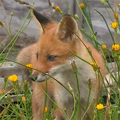 Foxes GIF - Find on GIFER