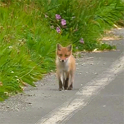 Foxes GIF - Find on GIFER