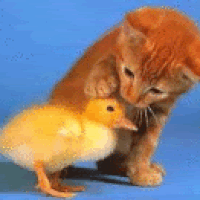 Chick GIF - Find on GIFER