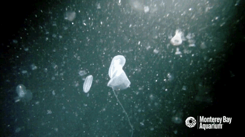 Climate change mollusk GIF - Find on GIFER
