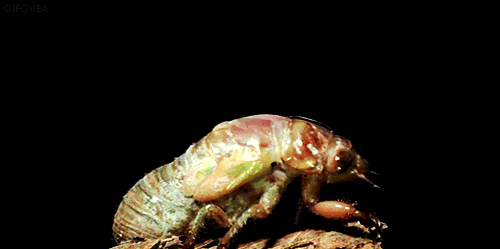 Cicada GIF - Find on GIFER