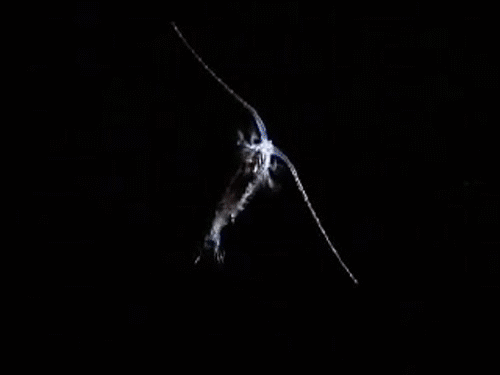 GIF copepod amazing deep sea - animated GIF on GIFER