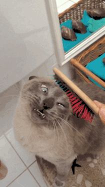 Brushing comb cat GIF - Find on GIFER