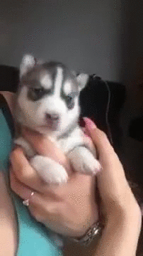 GIF mozzie - animated GIF on GIFER