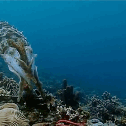 Cuttlefish GIF - Find on GIFER