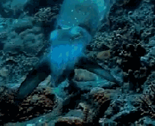 Cuttlefish GIF - Find on GIFER