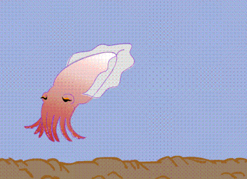 Cuttlefish GIF - Find on GIFER