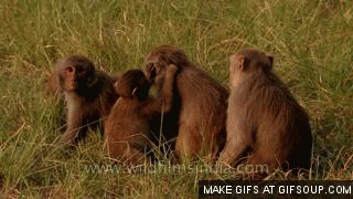 Grooming GIF - Find on GIFER