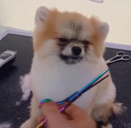 Grooming GIF - Find on GIFER
