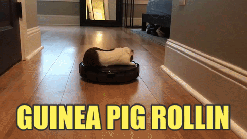 GIF pig rides roomba - animated GIF on GIFER