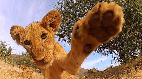 Pawing GIF - Find on GIFER