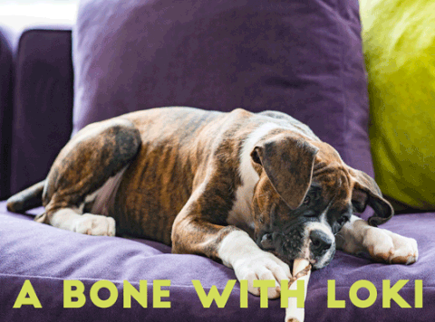 GIF pawing - animated GIF on GIFER