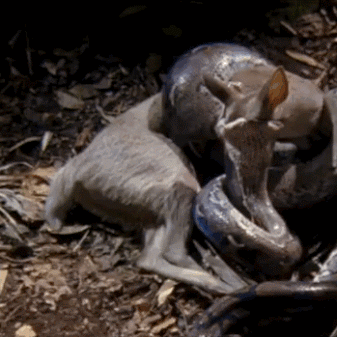 Python GIF - Find on GIFER