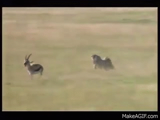 GIF cheetah - animated GIF on GIFER