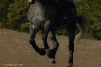 GIF horse animals equestrian - animated GIF on GIFER