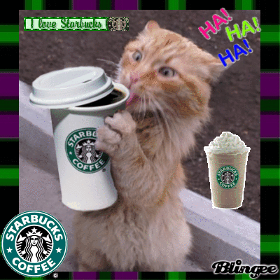 GIF starbucks picture kitty - animated GIF on GIFER