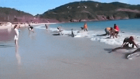 Sweep The Leg Gif