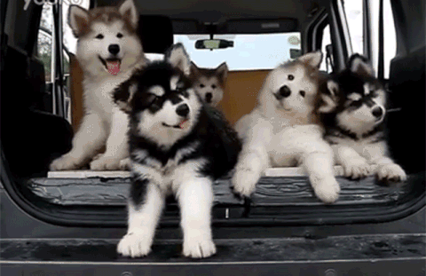 Pups GIF - Find on GIFER