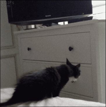 Random s reactions edition GIF - Find on GIFER