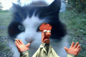 Beaker GIF - Find on GIFER