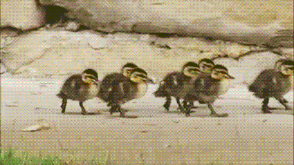 Baby Duckling Gif