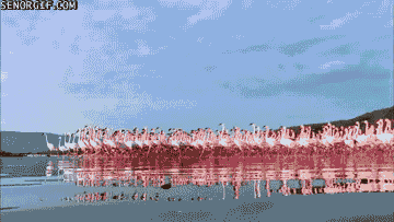 Flamingo flamingos funny GIF - Find on GIFER